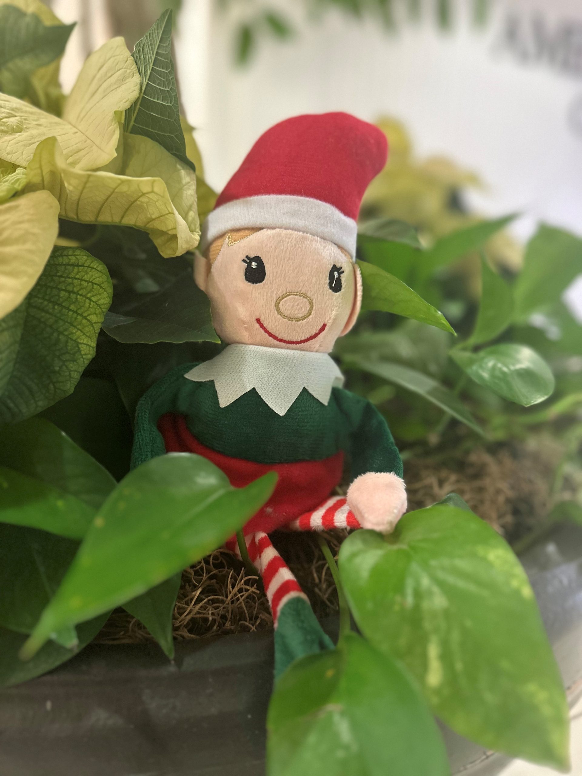 Elf on the Shelf | Salem Center